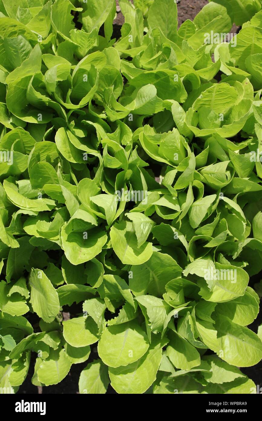 Farm fresh green lettuce produce growing at the local community garden ...