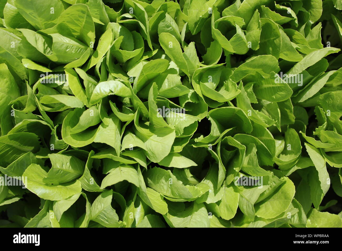 Farm fresh green lettuce produce growing at the local community garden ...