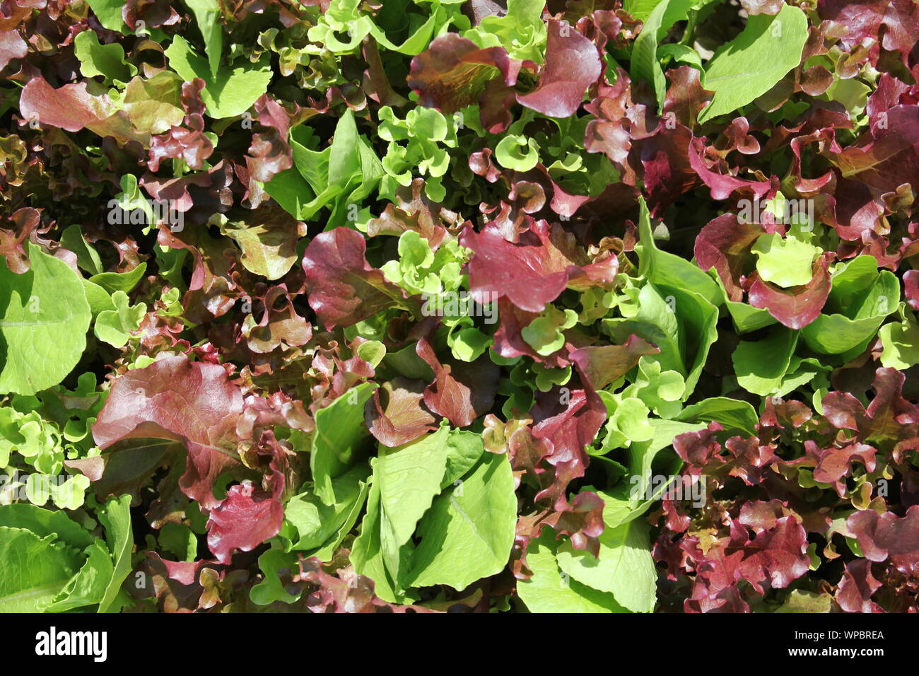 Farm fresh red and green lettuce plants produce growing at the local ...