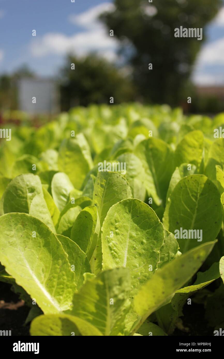 Farm fresh green lettuce produce growing at the local community garden ...