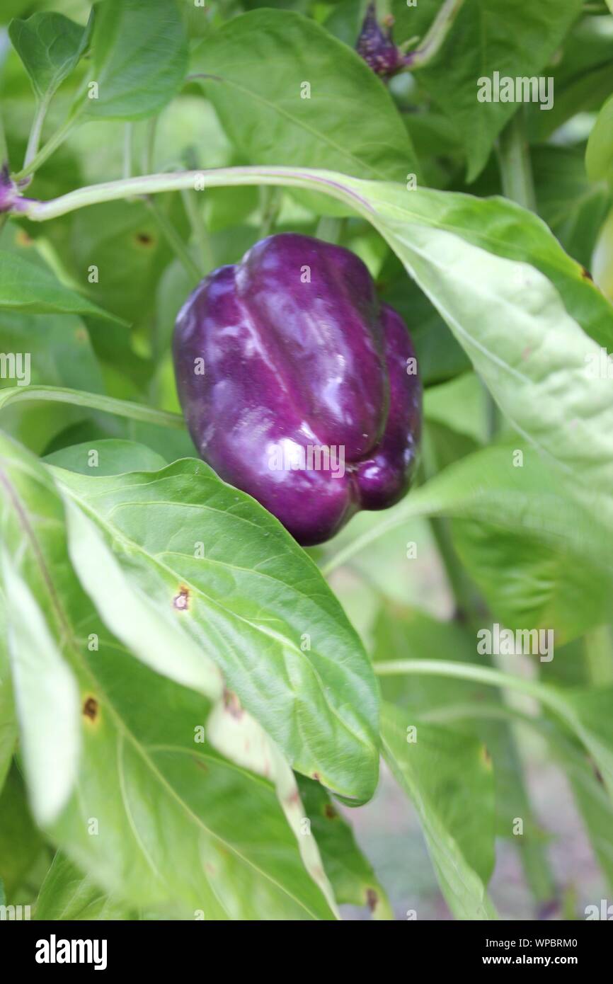 Farm fresh produce purple peppers growing at the local community garden ...