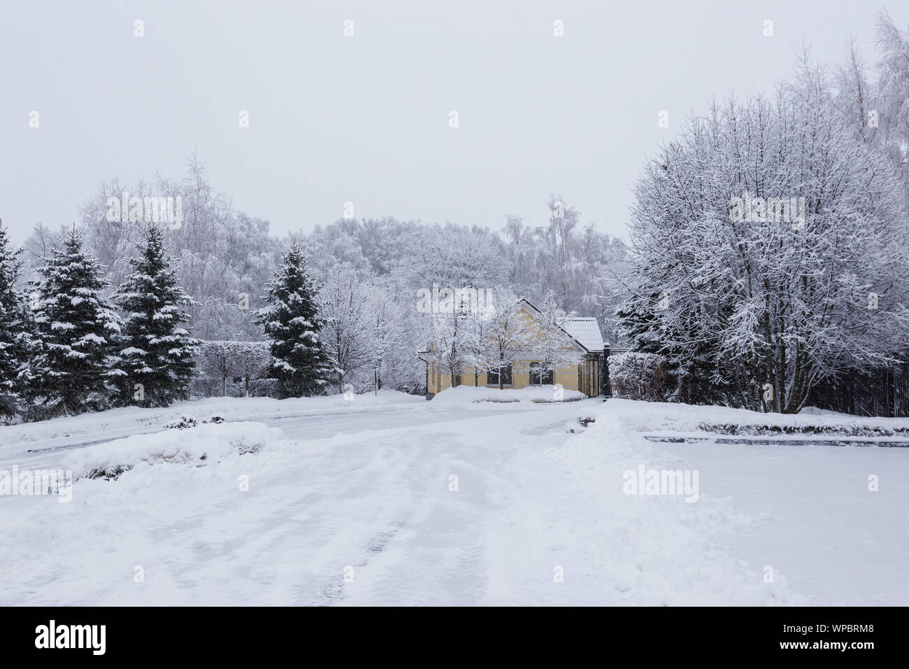 Scenic image of spruces trees. Frosty day, calm wintry scene. Location ...