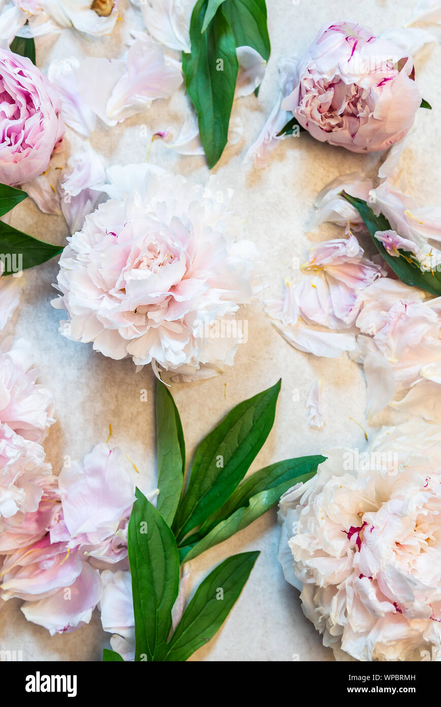 Frame made of pink peony flowers Stock Photo - Alamy