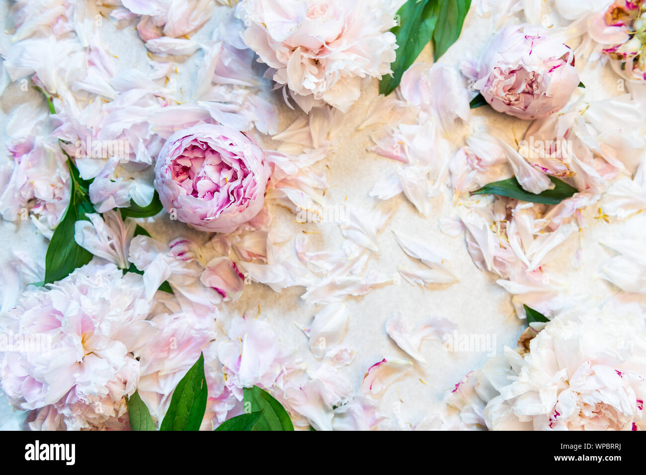 Frame made of pink peony flowers Stock Photo - Alamy