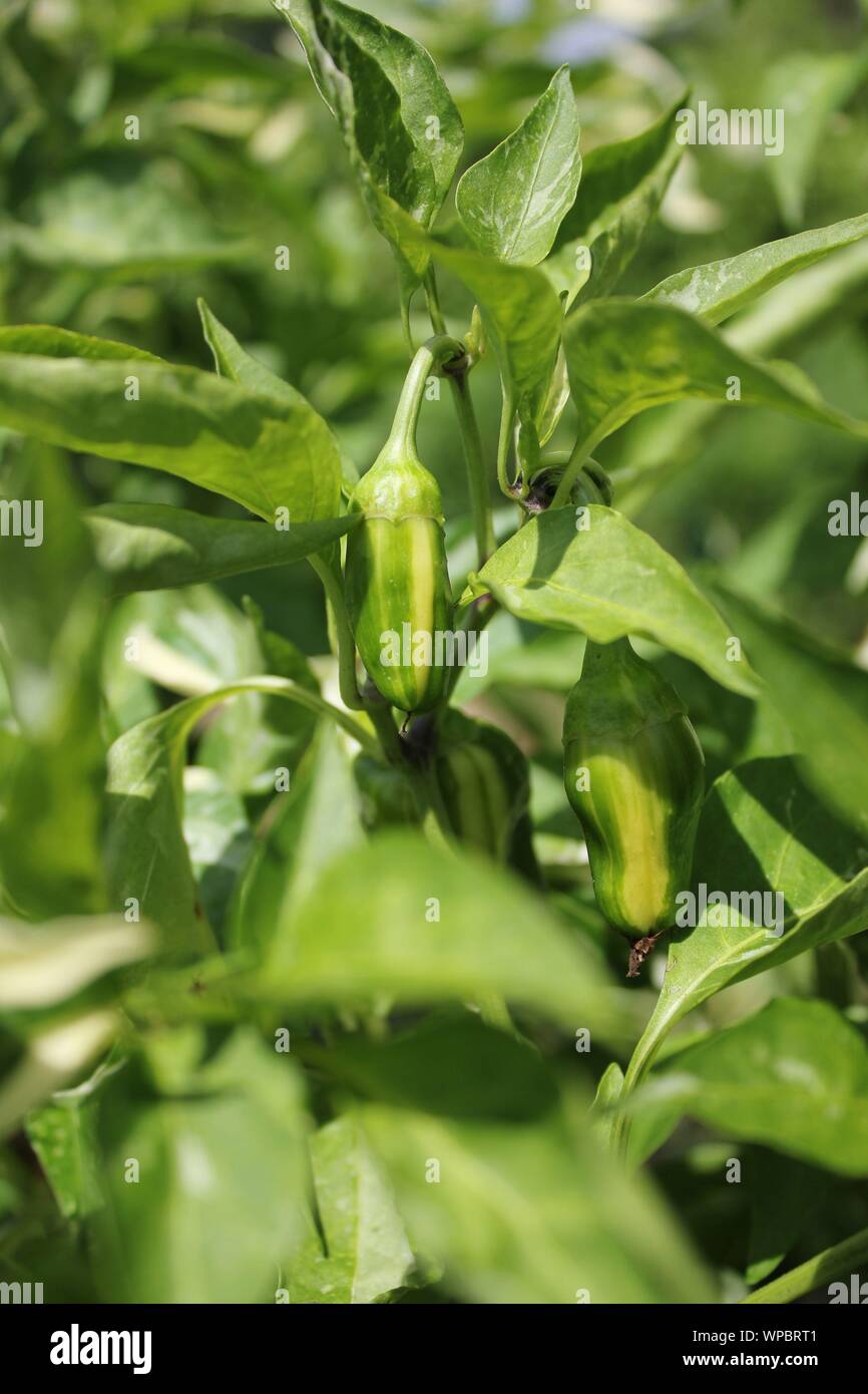 Farm fresh produce sweet peppers growing at the local community garden ...