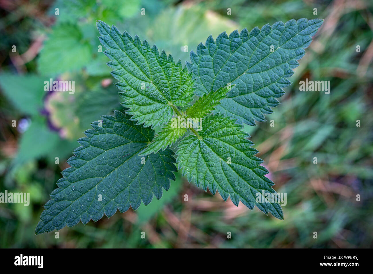 Beautiful nettle growing in a meadow. The plant used as a herb in ...
