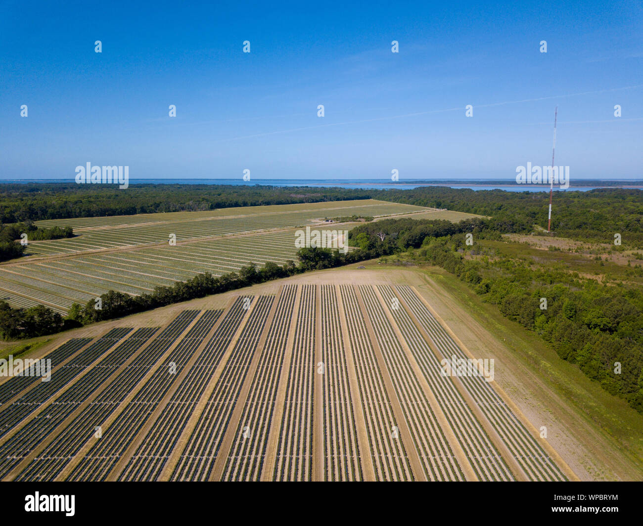 High aerial view of farms and vegetable fields in South Carolina, USA ...