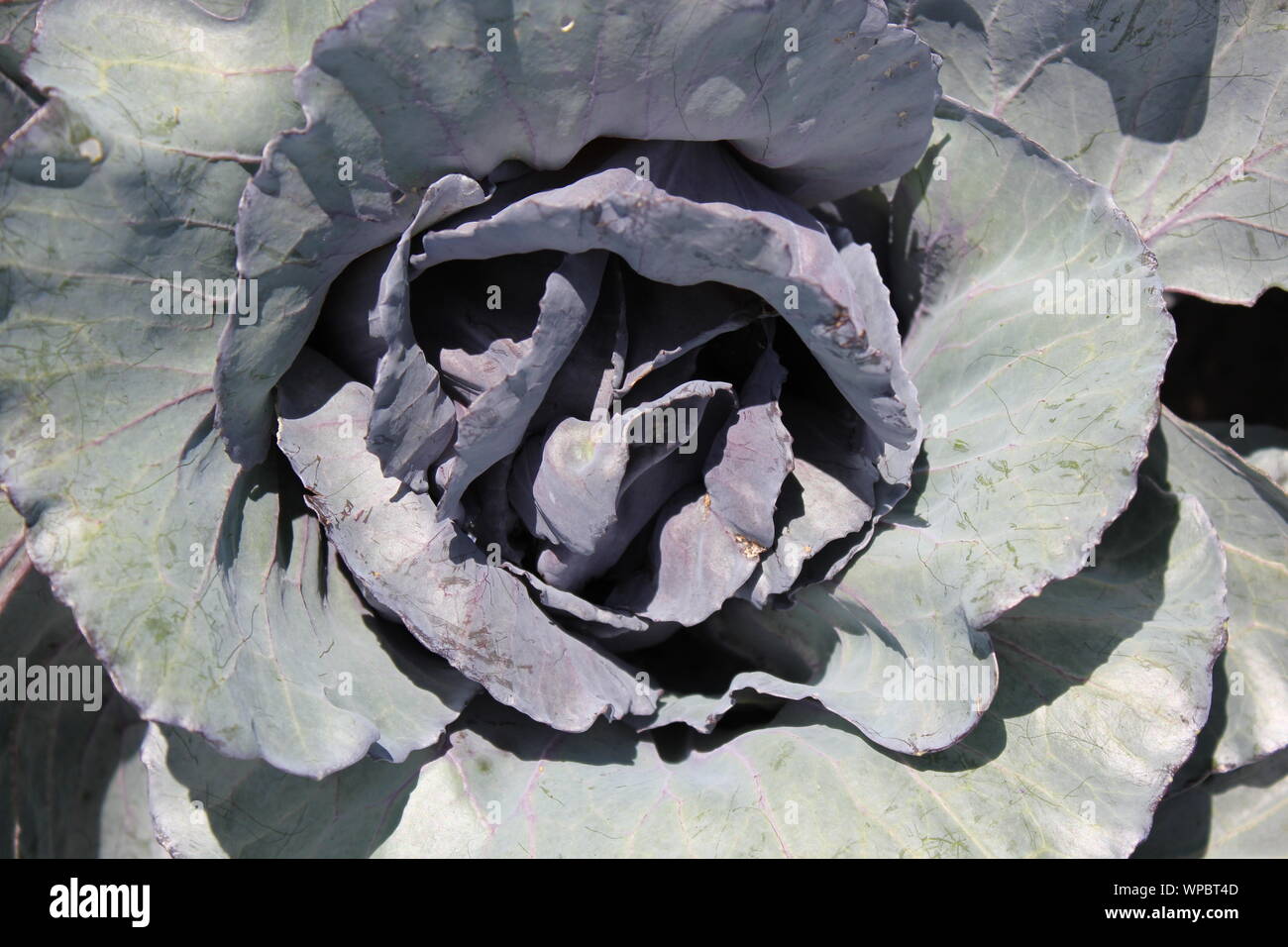 Beautiful purple cabbage flower growing in the garden Stock Photo - Alamy