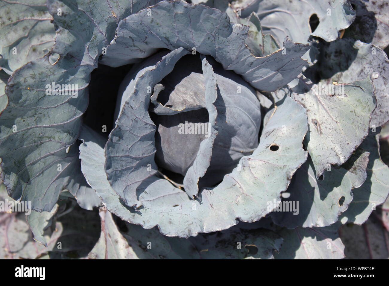 Beautiful purple cabbage flower growing in the garden Stock Photo - Alamy