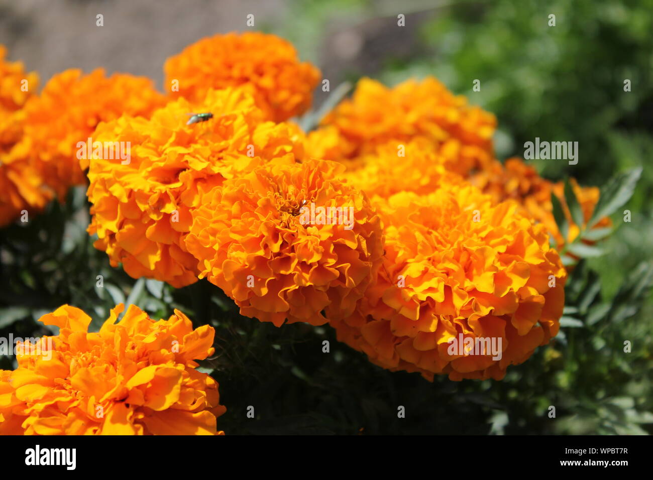 Beautiful flower growing in the garden Stock Photo - Alamy