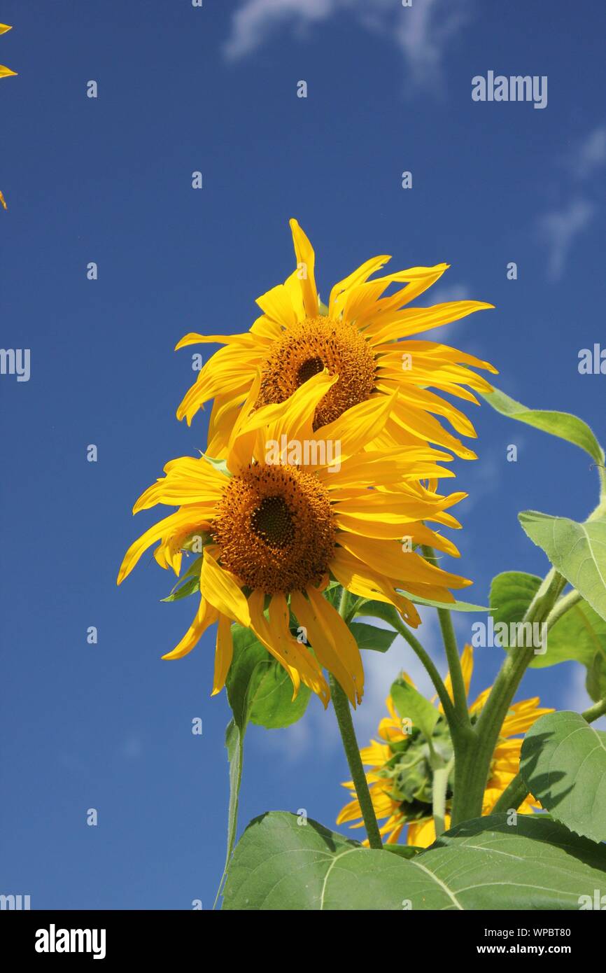 Beautiful flower growing in the garden Stock Photo - Alamy