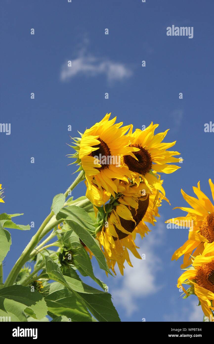 Beautiful flower growing in the garden Stock Photo - Alamy