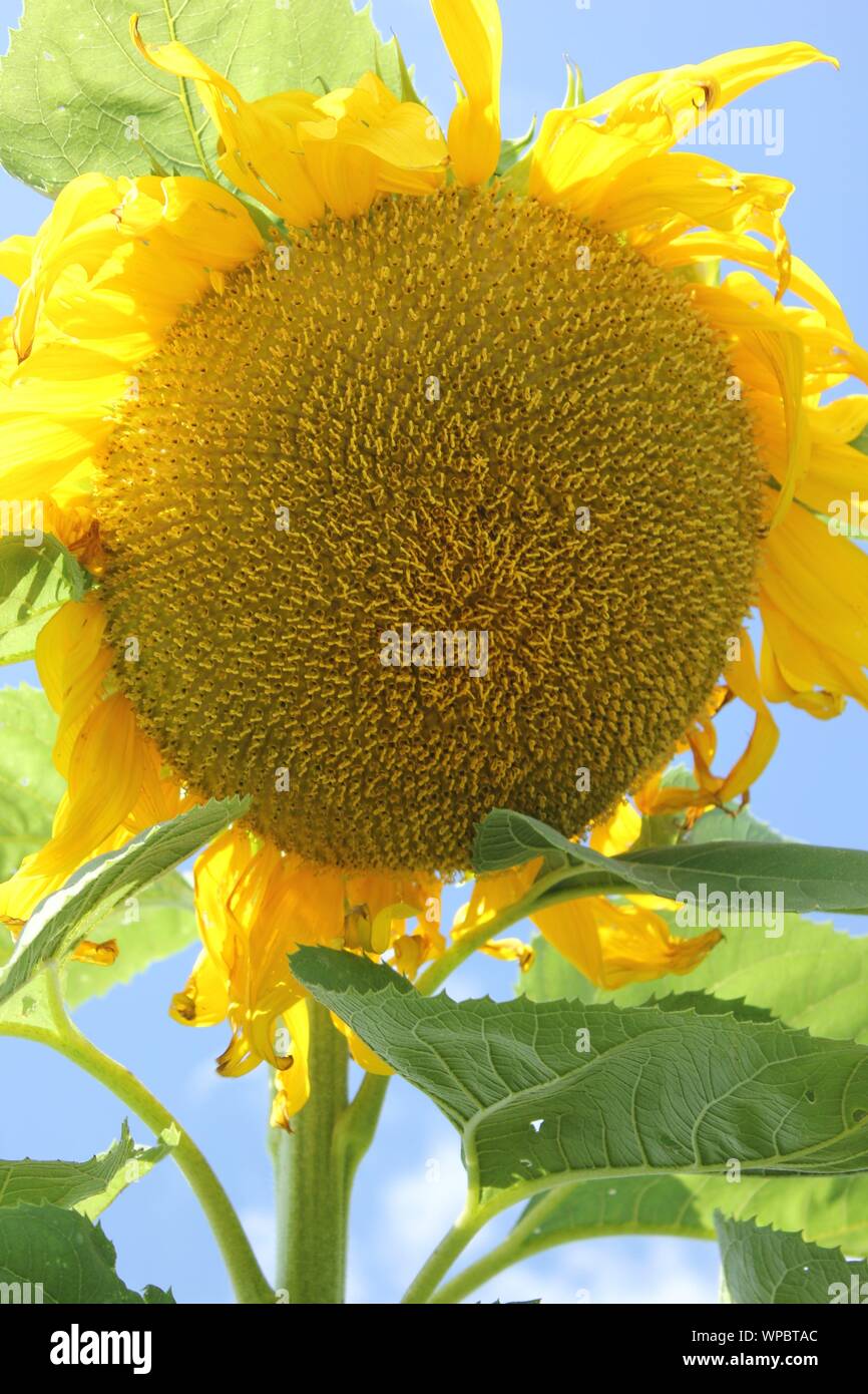 Beautiful flower growing in the garden Stock Photo - Alamy