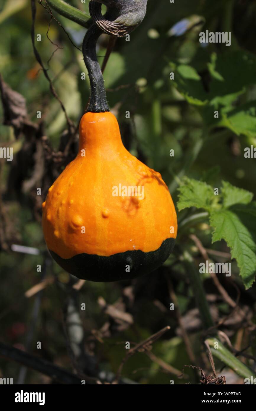 Farm fresh orange and green gourd produce growing at the local ...