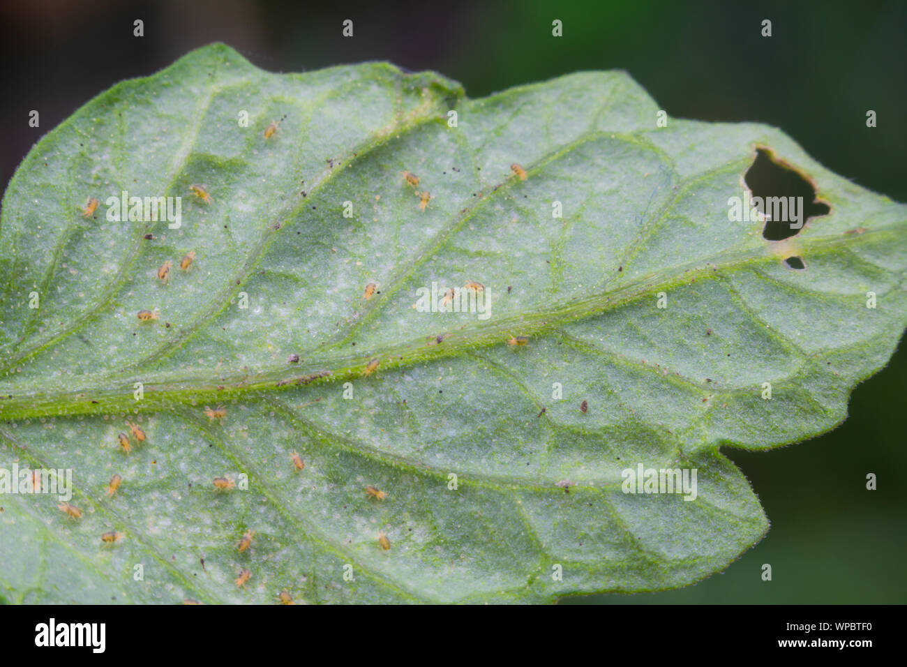Leaf affected insect pest hi-res stock photography and images - Alamy
