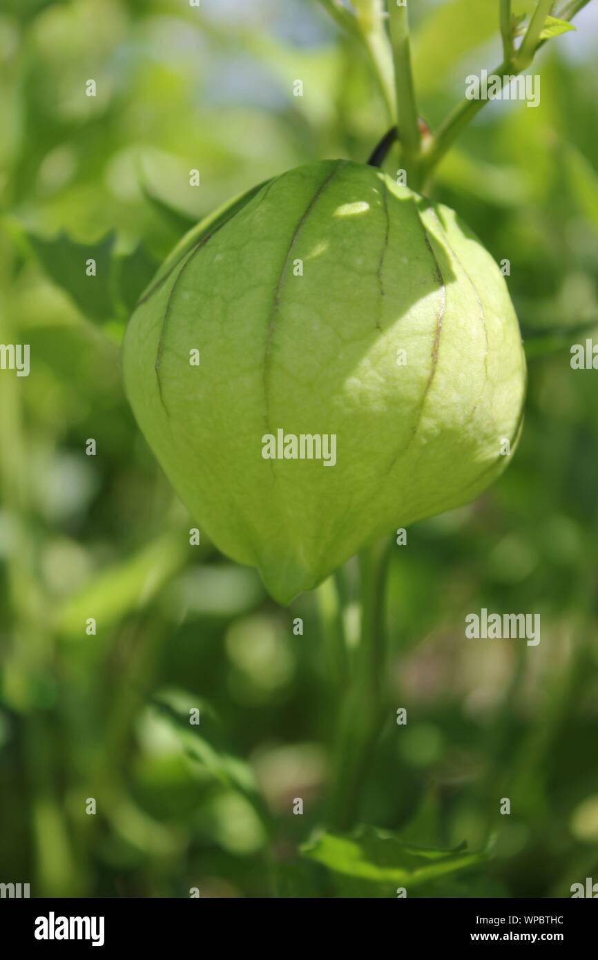 Farm fresh green tomatillos, Mexican husk tomato, produce growing on ...