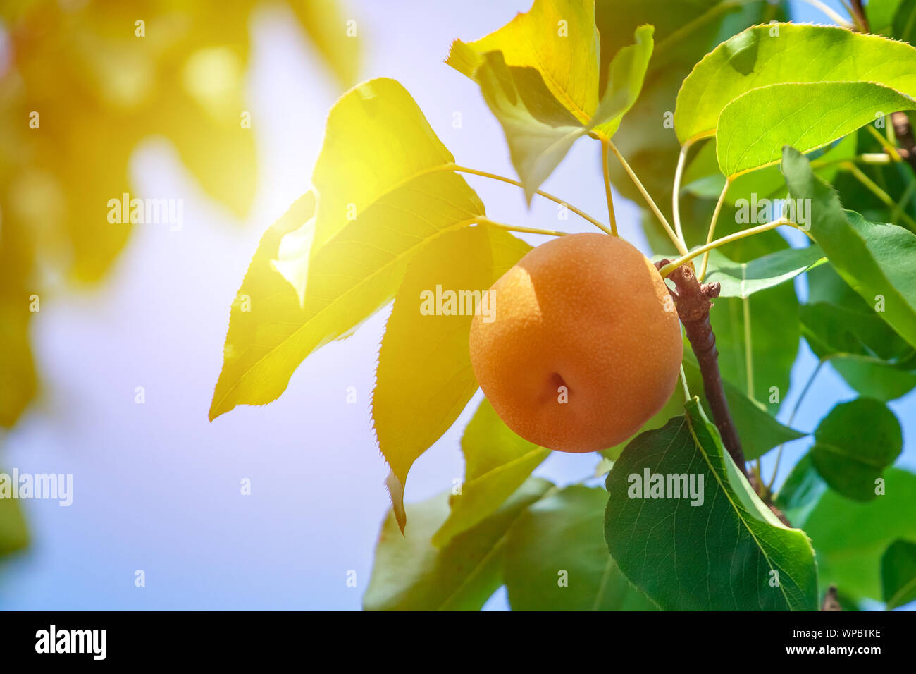 small unripe fruit of a pear tree grows in the garden. Agriculture ...