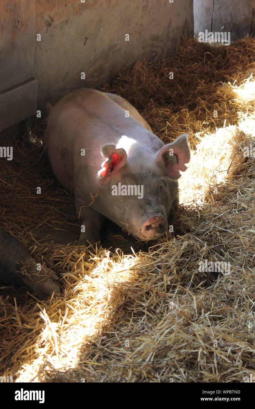 Cute farm pigs hanging out in their pig pen Stock Photo - Alamy