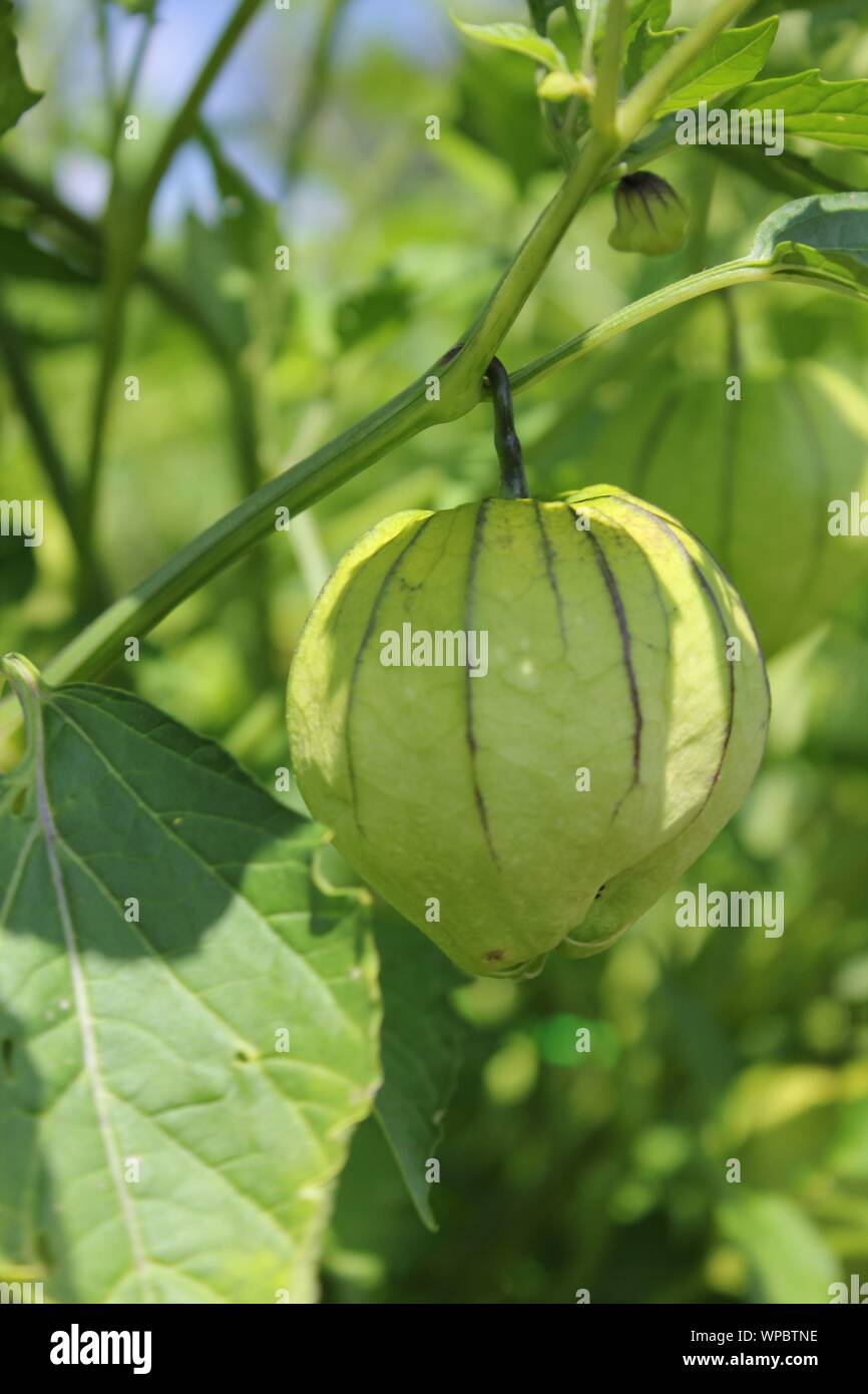 Farm fresh green tomatillos, Mexican husk tomato, produce growing on ...