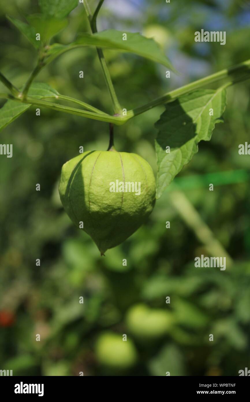 Farm fresh green tomatillos, Mexican husk tomato, produce growing on ...