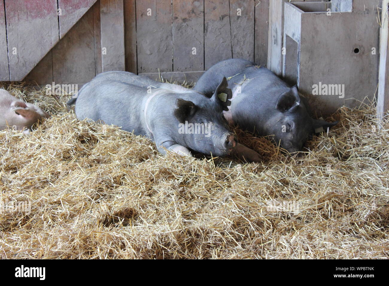 Cute farm pigs hanging out in their pig pen Stock Photo - Alamy