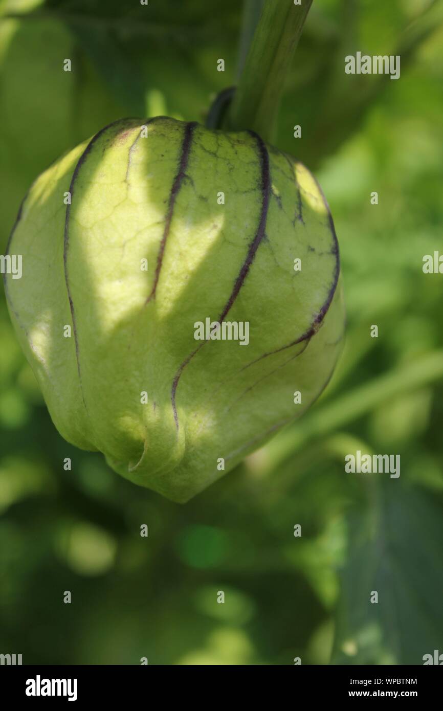 Farm fresh green tomatillos, Mexican husk tomato, produce growing on ...