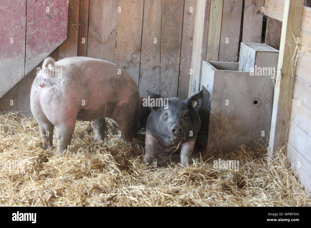 Cute farm pigs hanging out in their pig pen Stock Photo - Alamy