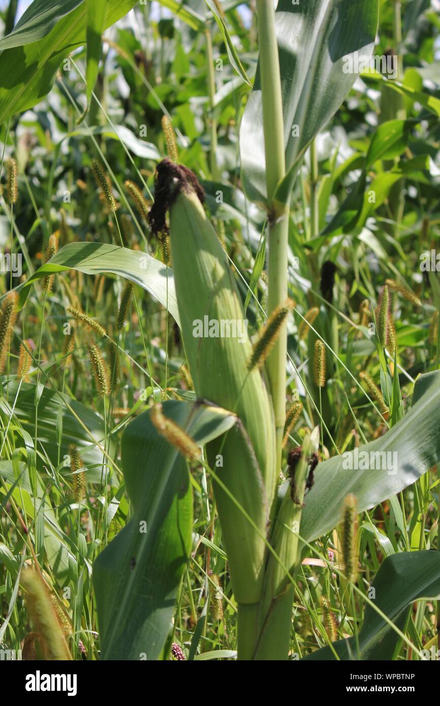 Farm fresh corn produce growing at the local community garden Stock ...
