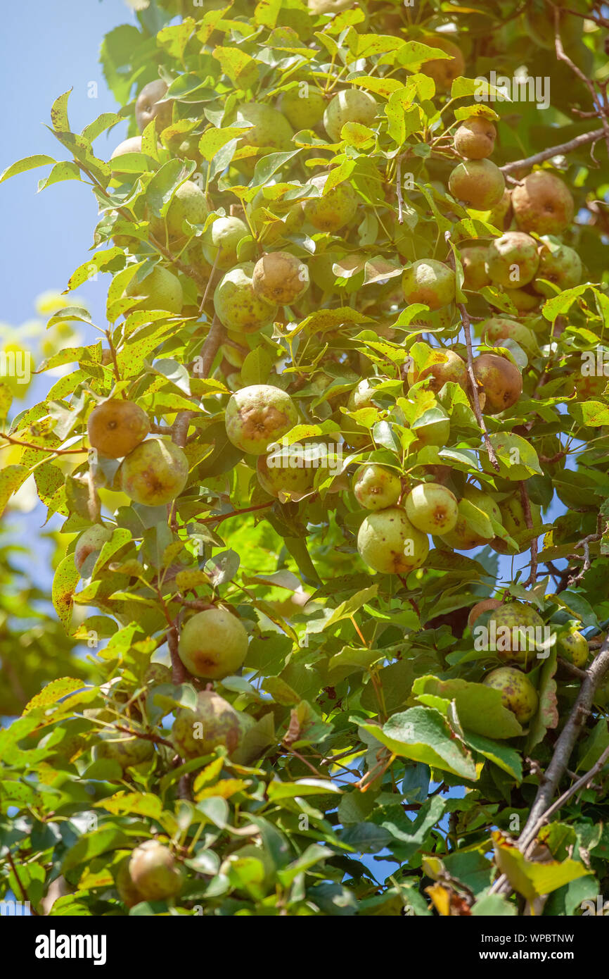 small unripe fruit of a pear tree grows in the garden. Agriculture ...