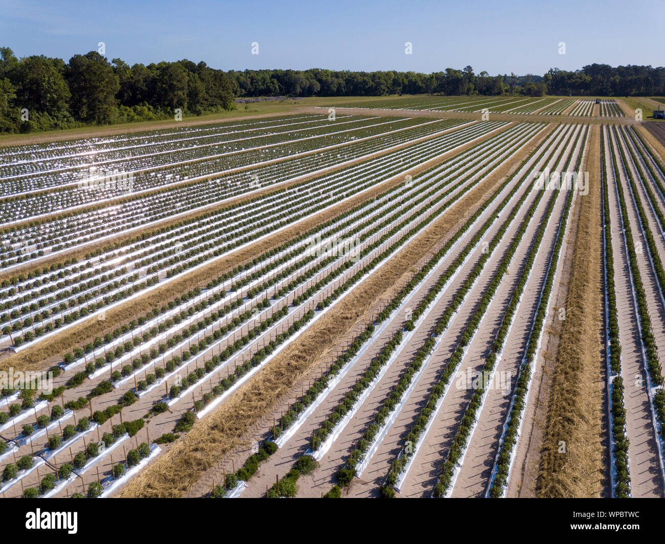 Aerial view of healthy, lush tomato field in South Carolina, USA Stock ...