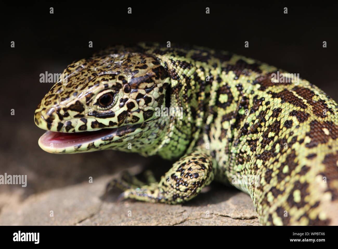 Lepoard eye hi-res stock photography and images - Alamy