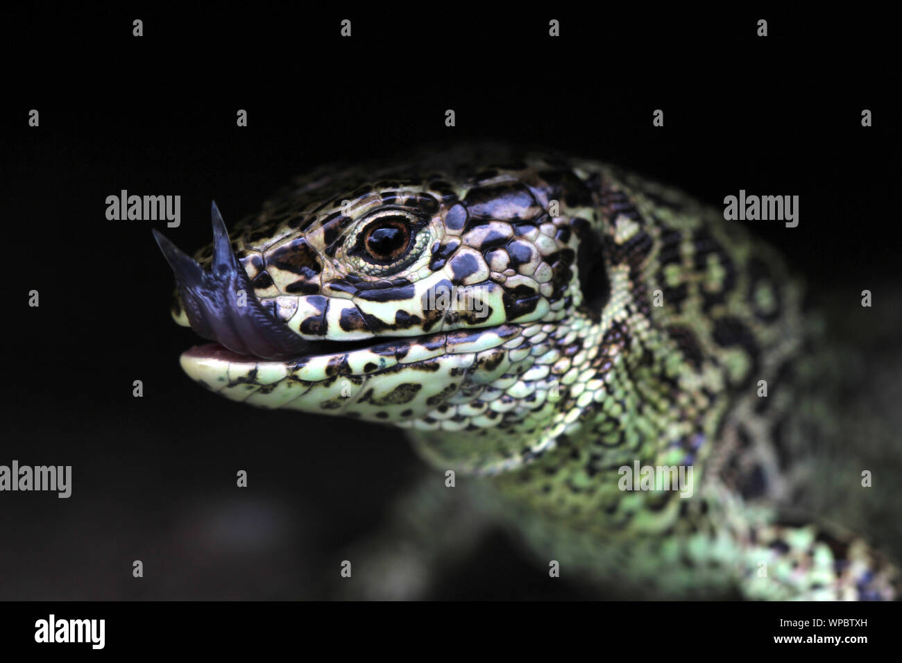A very hungry sand lizard Stock Photo - Alamy