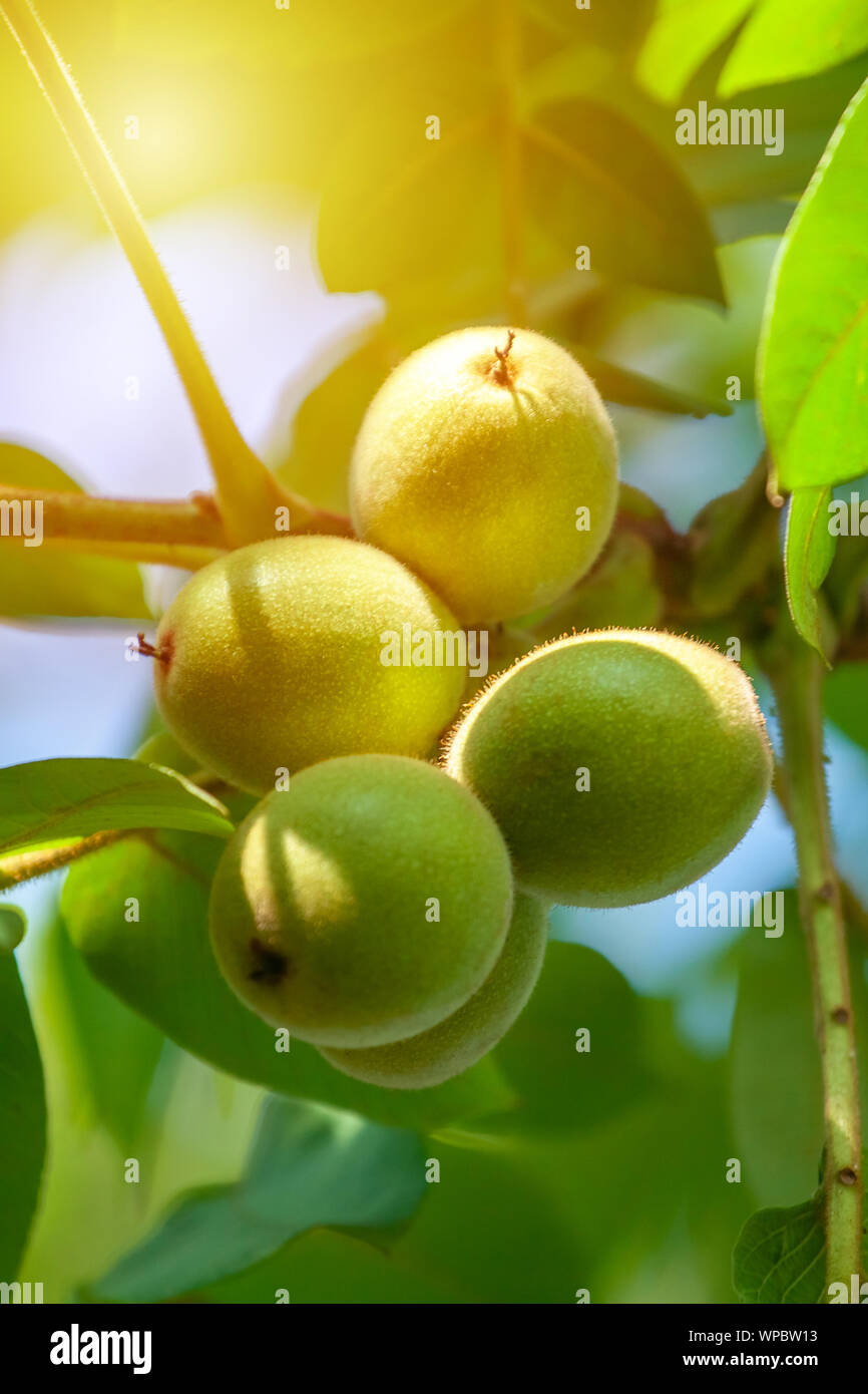 Green nuts on a tree. A lot of nuts on a tree, nature Stock Photo - Alamy