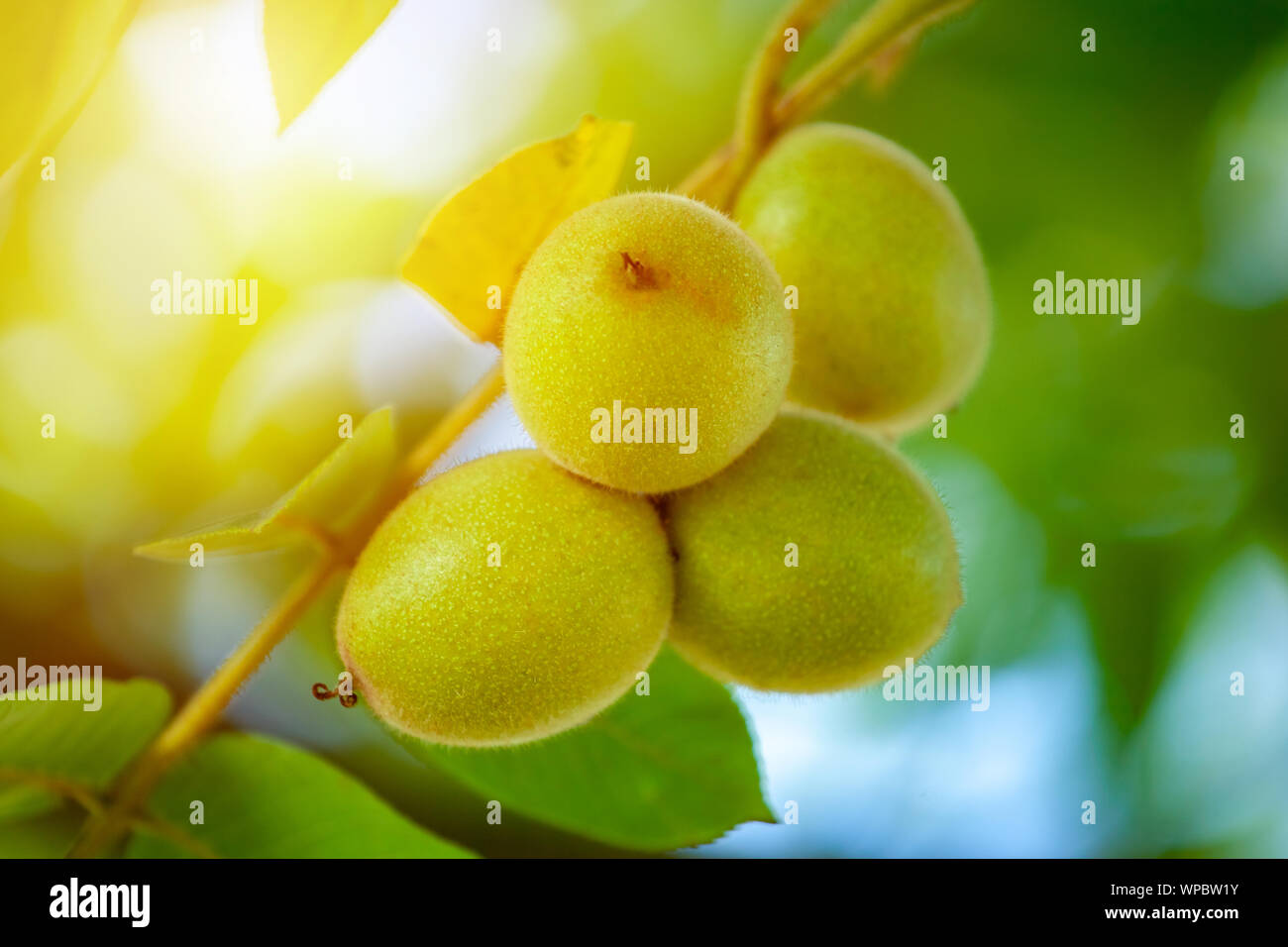 Walnut hanging on the tree hi-res stock photography and images - Alamy