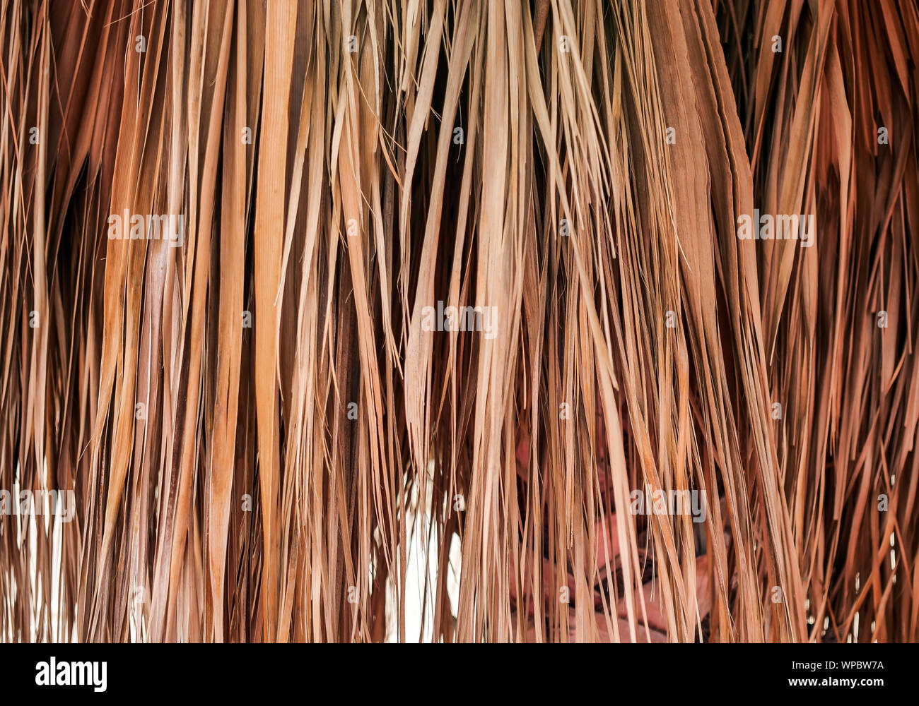 Palm leaves texture hi-res stock photography and images - Alamy