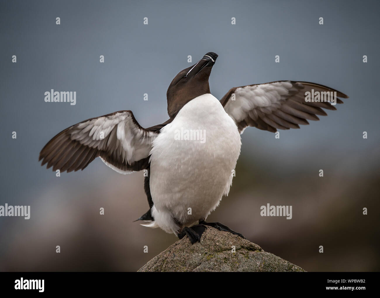 Razorbill (Alca torda), Great Saltee, Kilmore Quay, County Wexford ...