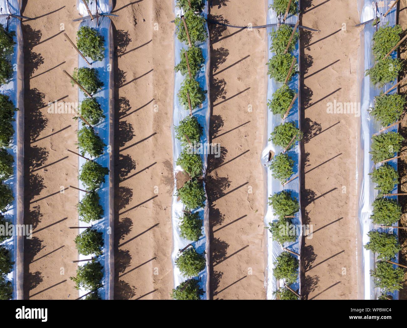 Straight down, aerial view of tomato crop growing in rows Stock Photo ...