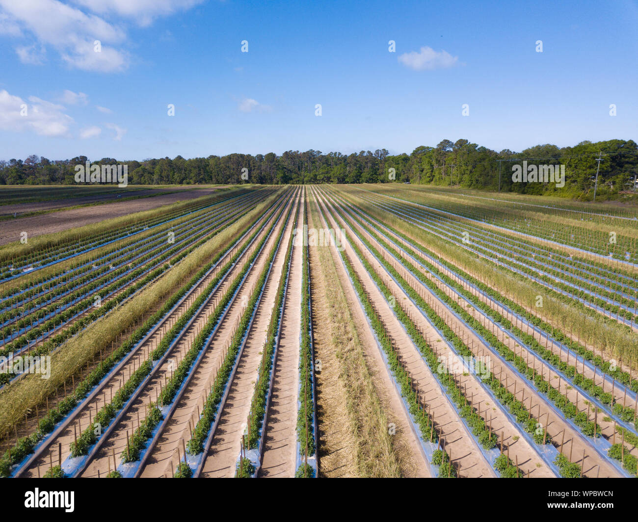 Aerial view of healthy, lush tomato field in South Carolina, USA Stock ...