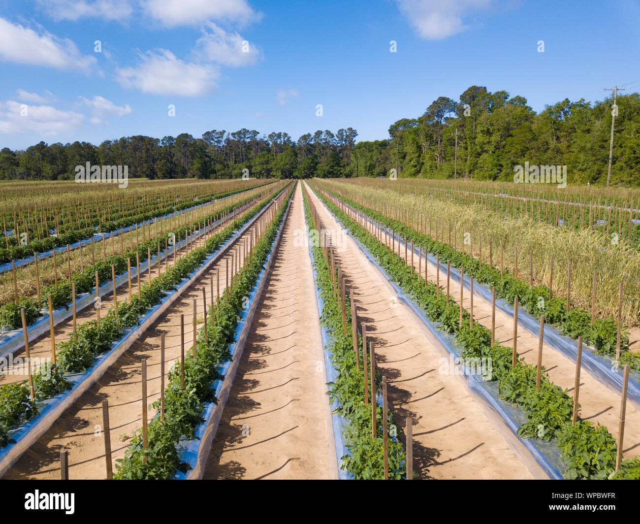Healthy, lush, tomato field in South Carolina, USA Stock Photo - Alamy