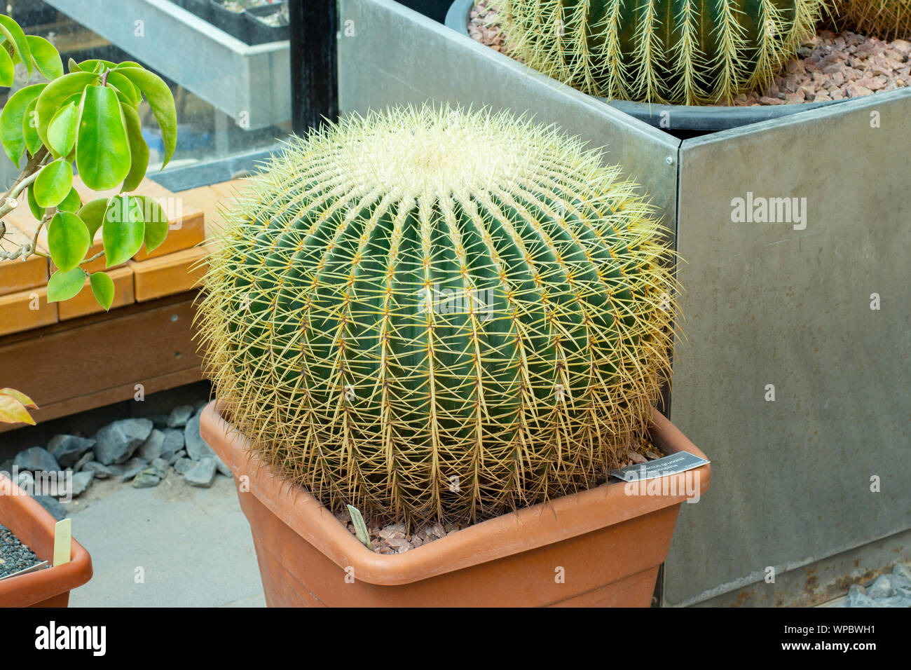 Large cactus Echinocactus grusonii, round green trunk and white yellow ...