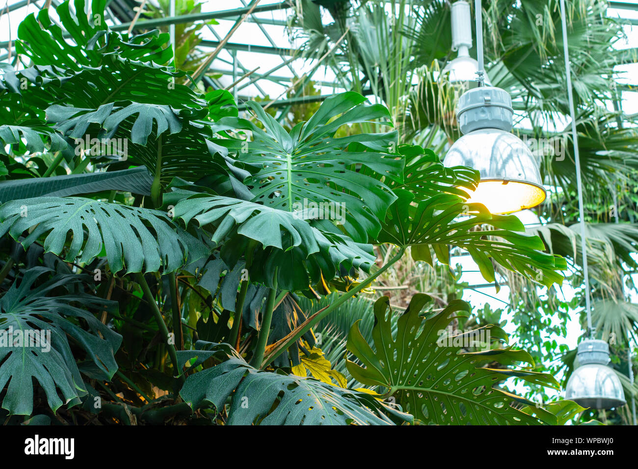 Monstera is a large tropical plant of the Araceae creeper family. Many ...