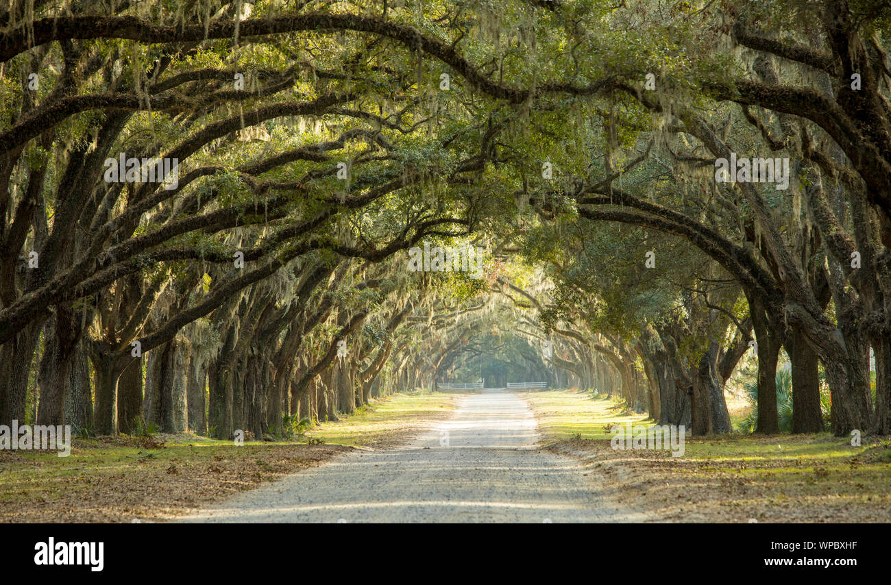 Dramatic canopy of oaks over dirt road in Savannah, Georgia, USA Stock ...