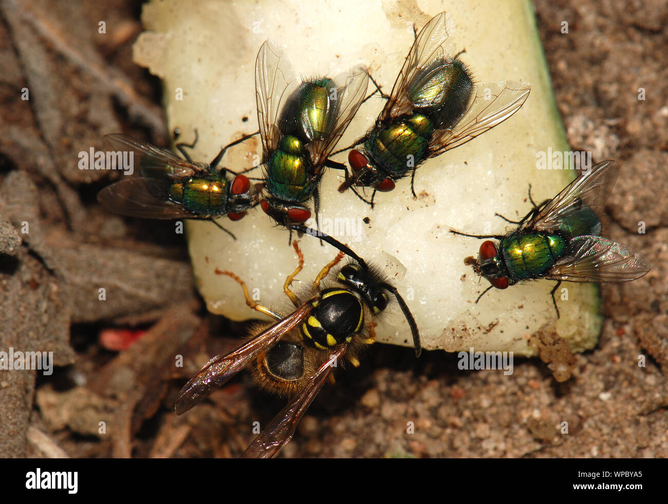 4 against 1 fighting fair or unfair Stock Photo - Alamy