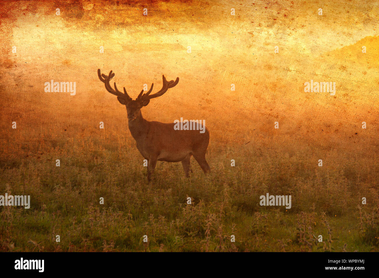 White stag painting hi-res stock photography and images - Alamy