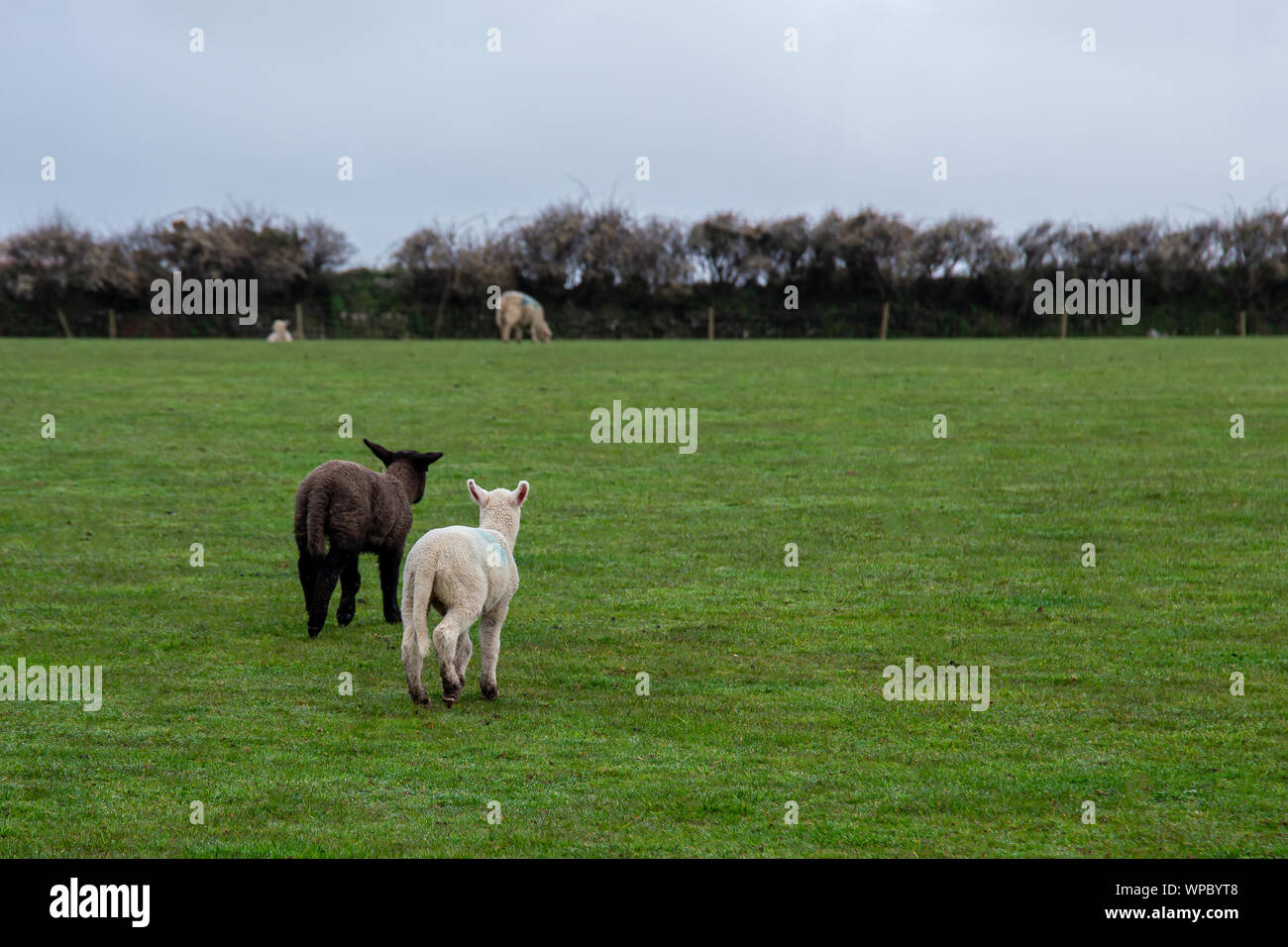 Two little lambs, one black, one white, walking in a field Stock Photo ...