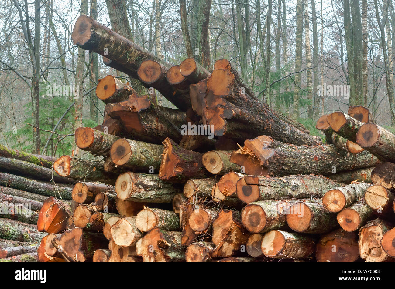 felled trees in a stack, logs from felled tree trunks Stock Photo - Alamy