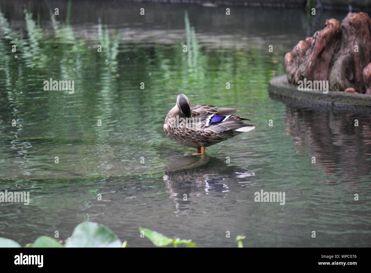 Female mallard duck waddling around a pond home Stock Photo - Alamy