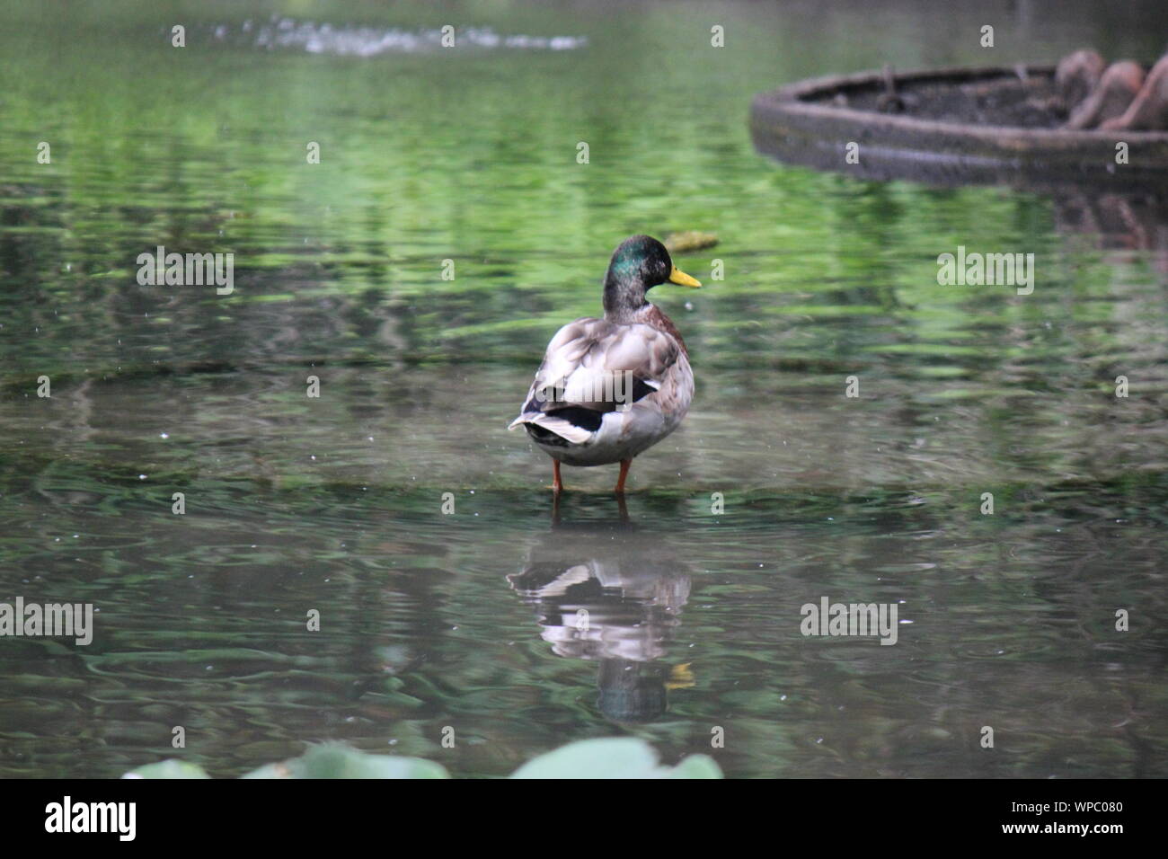 Male mallard duck waddling around a pond Stock Photo - Alamy