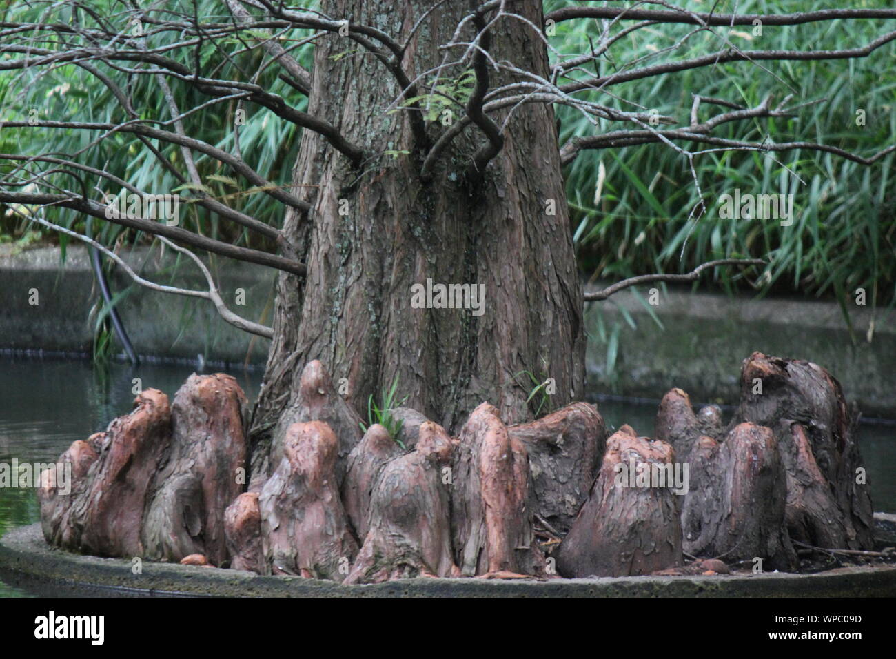 Beautiful cypress tree growing in a botanical garden Stock Photo - Alamy