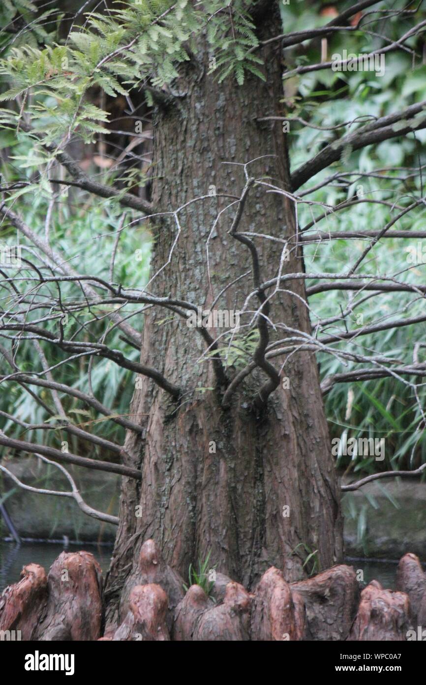 Towering cypress trees hi-res stock photography and images - Alamy